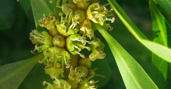 Eva Rodríguez Braña: El árbol del aceite de argán