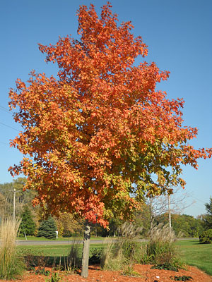 About Plants: Facts About Sugar Maple Trees