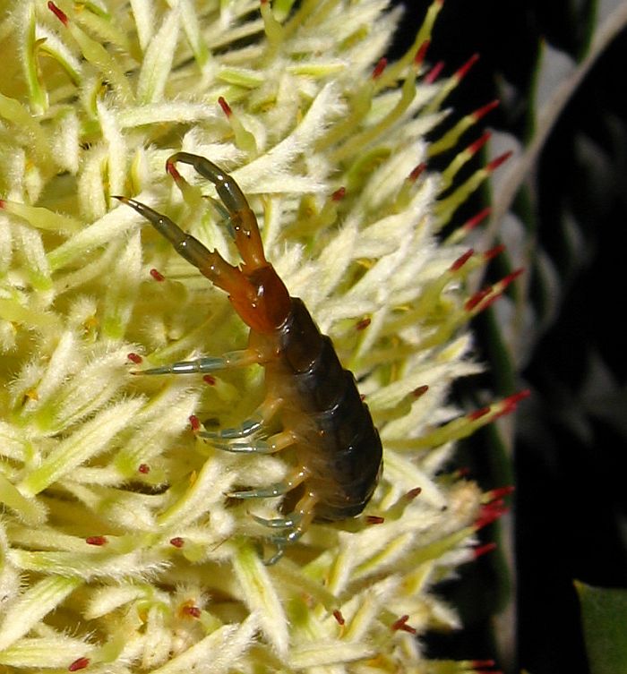 Esperance Fauna: Scolopendridae - Cormocephalus sp.