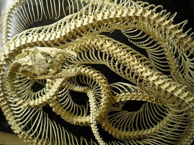 ArtOmega: Galeri Kerangka Ular (Snake Skeletons)