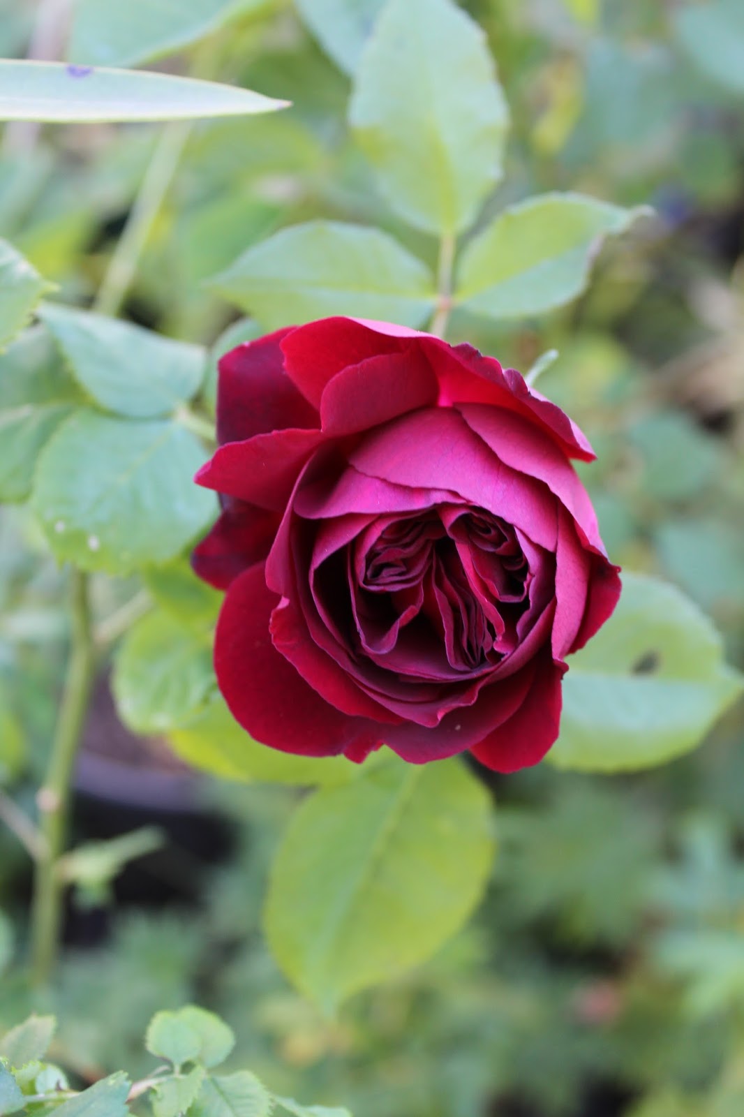 Promesse de roses: First roses 2017