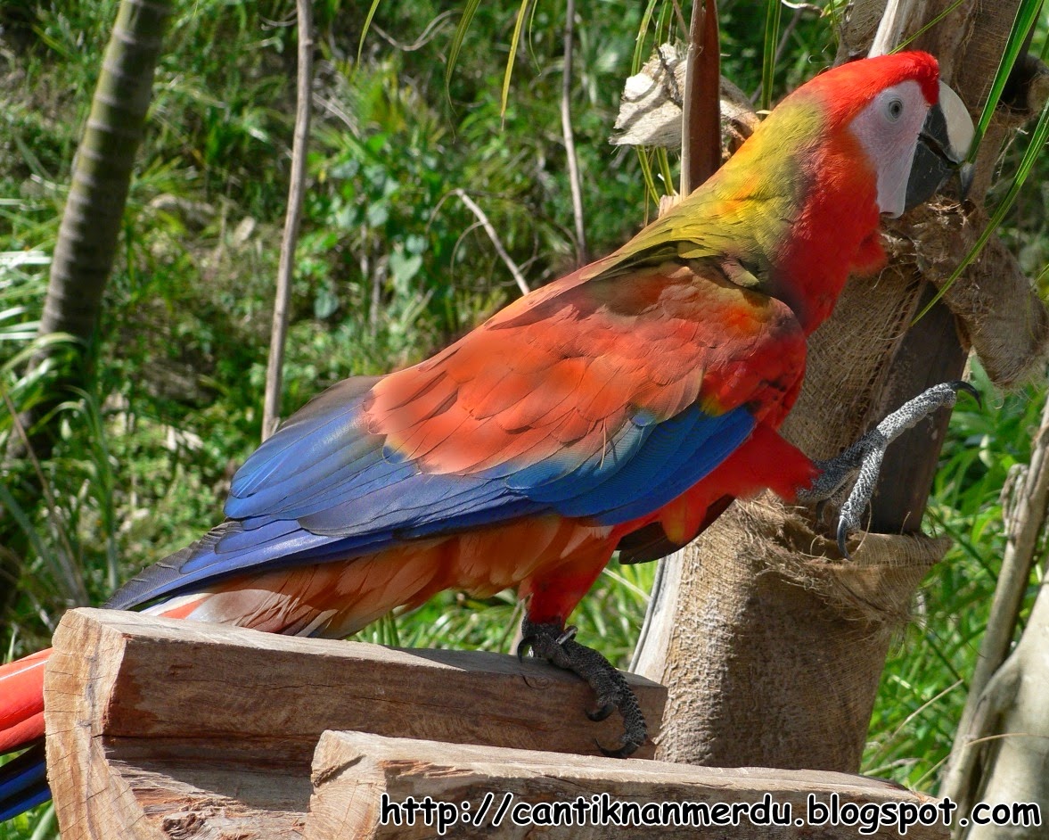 Budidaya Burung: Burung Macaw yang sangat cantik dan macam-macam jenisnya