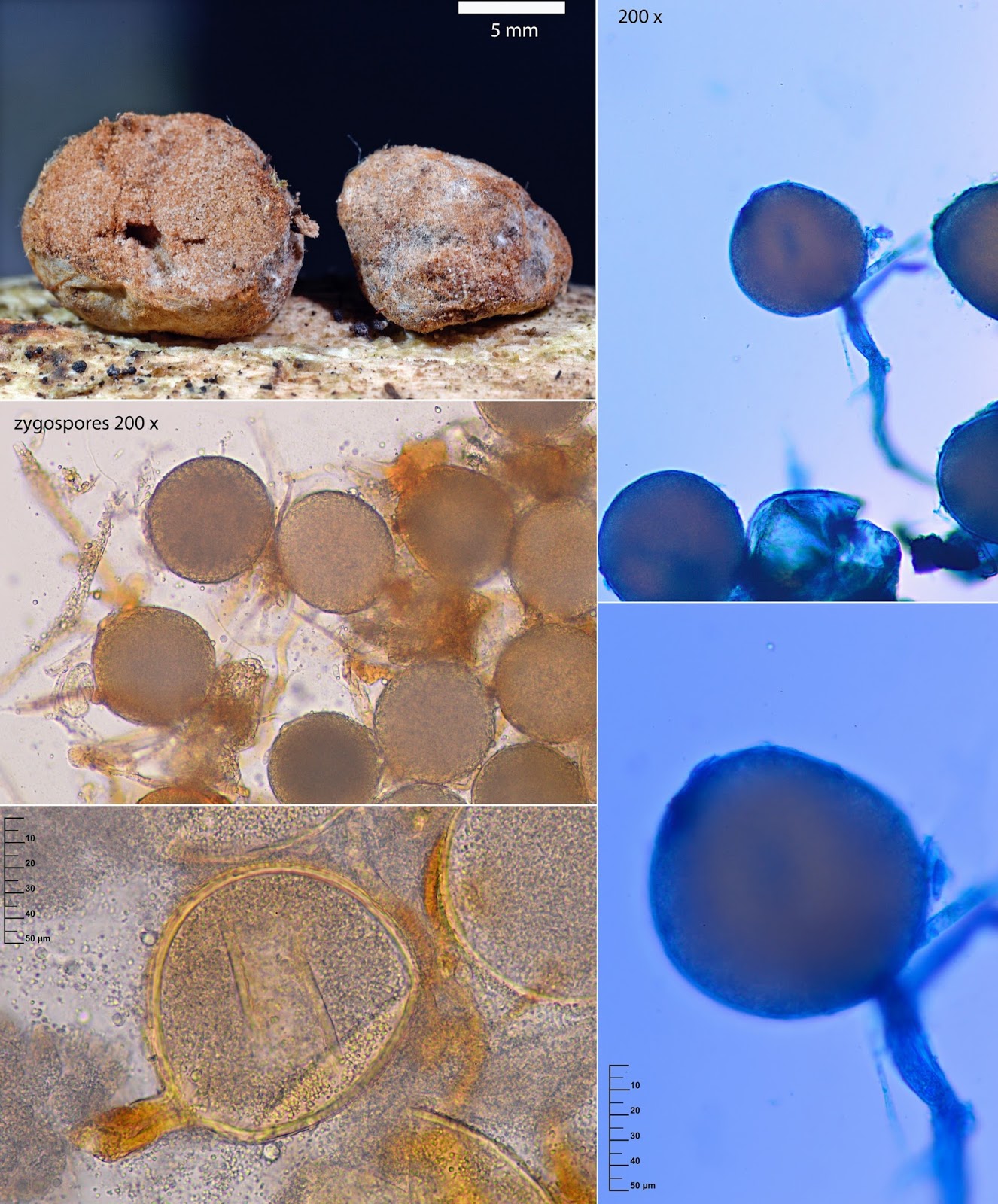 Glomus macrocarpum Tul. & C. Tul. • CEMAS hongo hipogeo, jardin ...