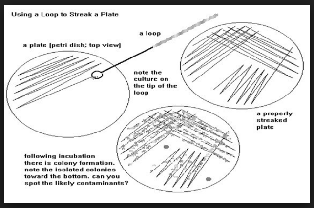 Isolasi Mikrobia : Dasar Teori dan Cara Kerja