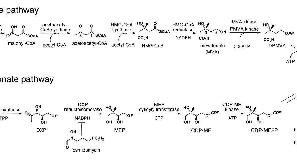 Mevalonate pathway