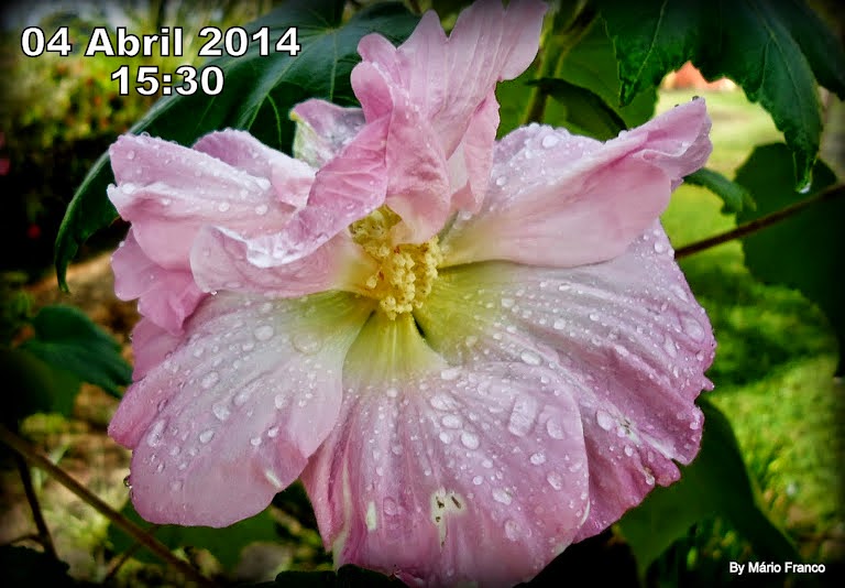 Meu Cantinho Verde: ROSA-LOUCA, CONFEDERATE-ROSE - ( Hibiscus mutabilis)