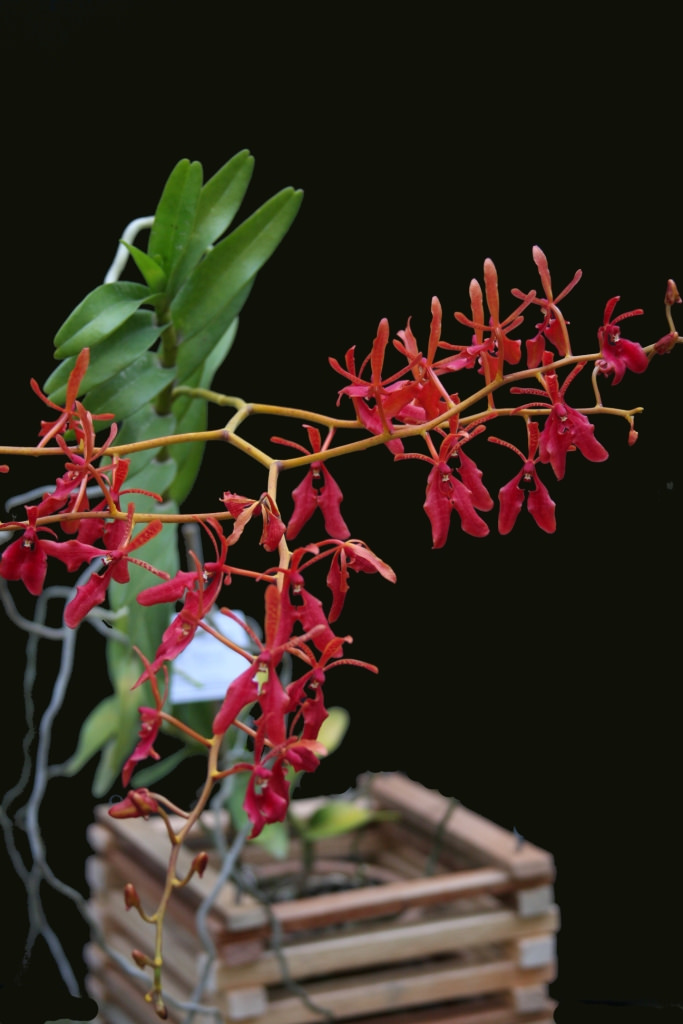 Renanthera coccinea care and culture | Travaldo's blog
