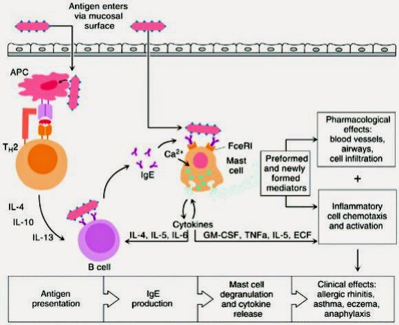 The Sounds of Dhias: RHINITIS ALERGI