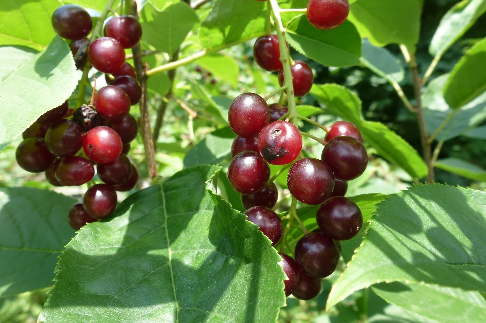 Little City Farm: Local Super Food - Chokecherries!