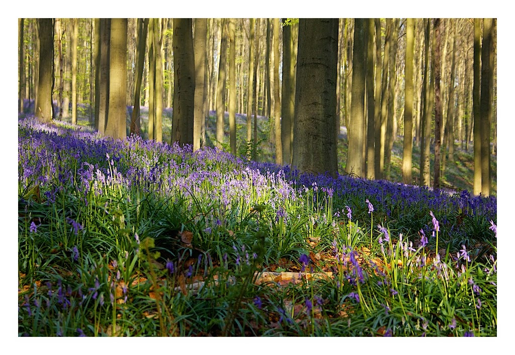 What a Wonderful World!: Het Hallerbos staat in bloei!