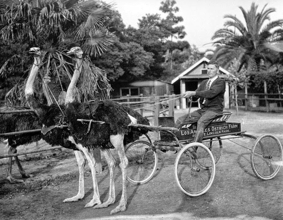 Just A Car Guy: ostrich racing carts and around the farm ostrich wagons