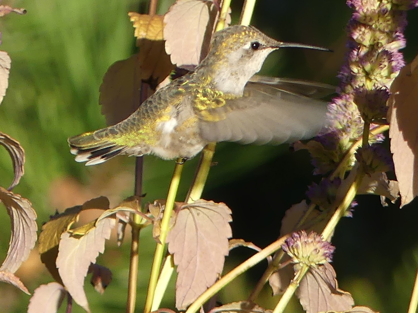 Cannon Beach Birder: Costa's Hummingbird