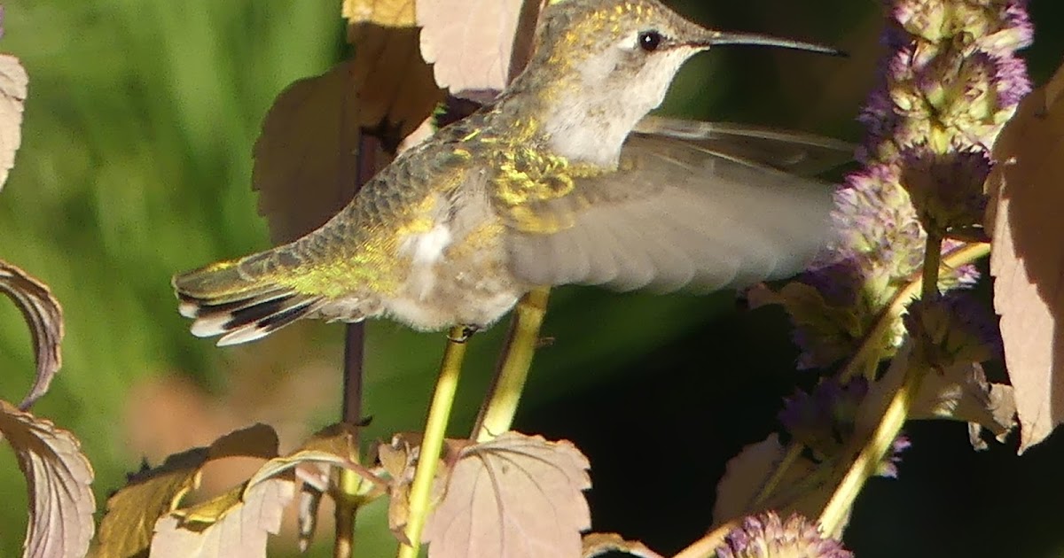 Cannon Beach Birder: Costa's Hummingbird