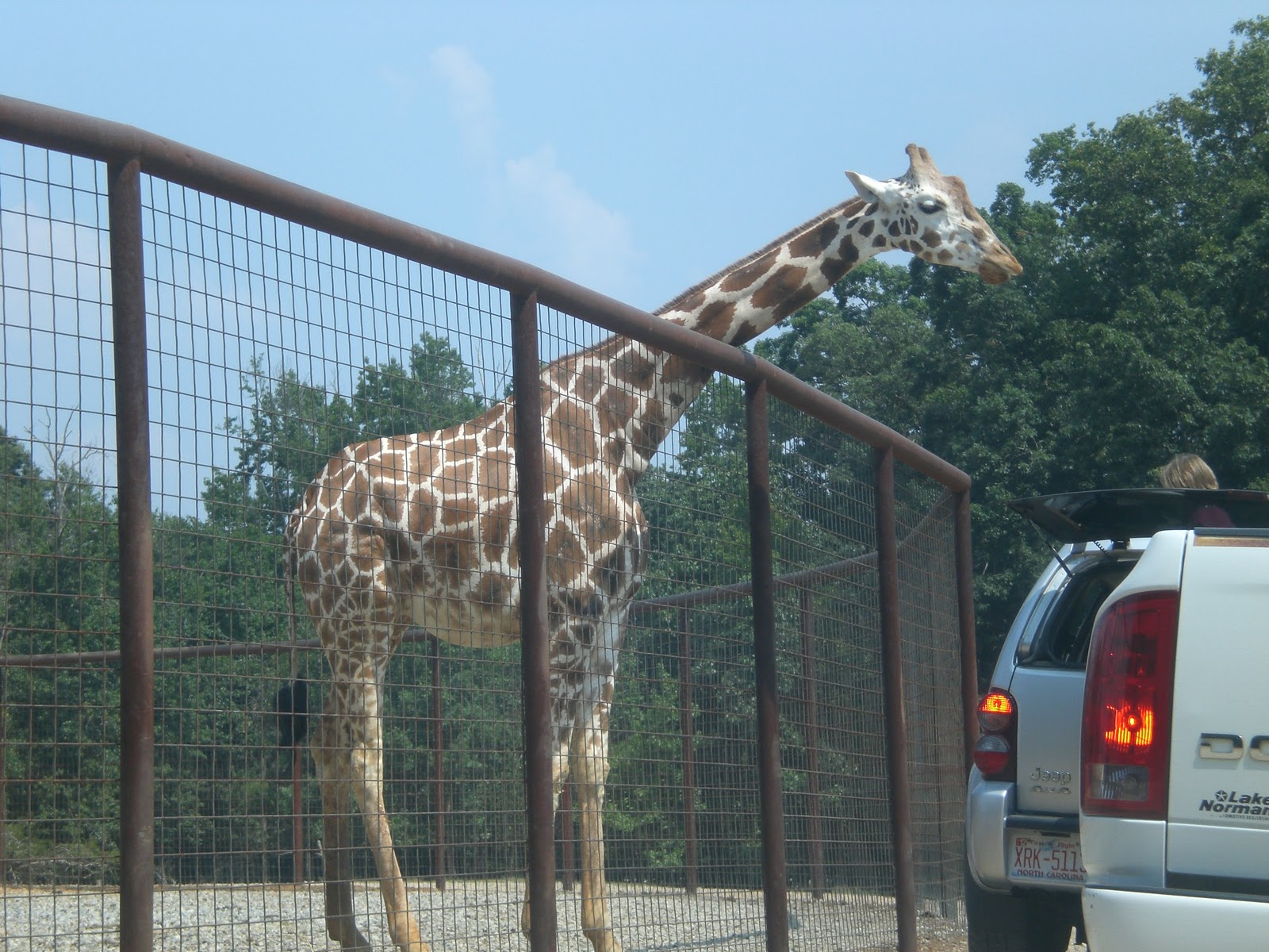 Travel NC With Kids: Lazy 5 Ranch in Mooresville, NC Offers a Ride ...