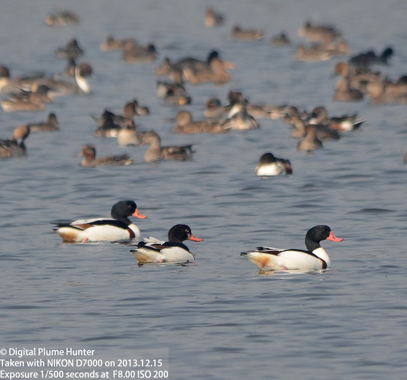 Hunting Digital Plumes in the US and Beyond: Birding the Extraordinary ...