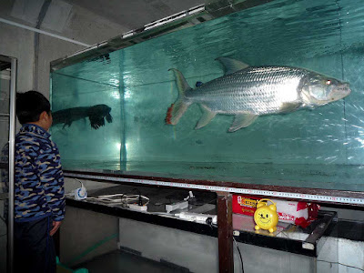 Mania de Aquário: Peixe Tigre (tiger fish)