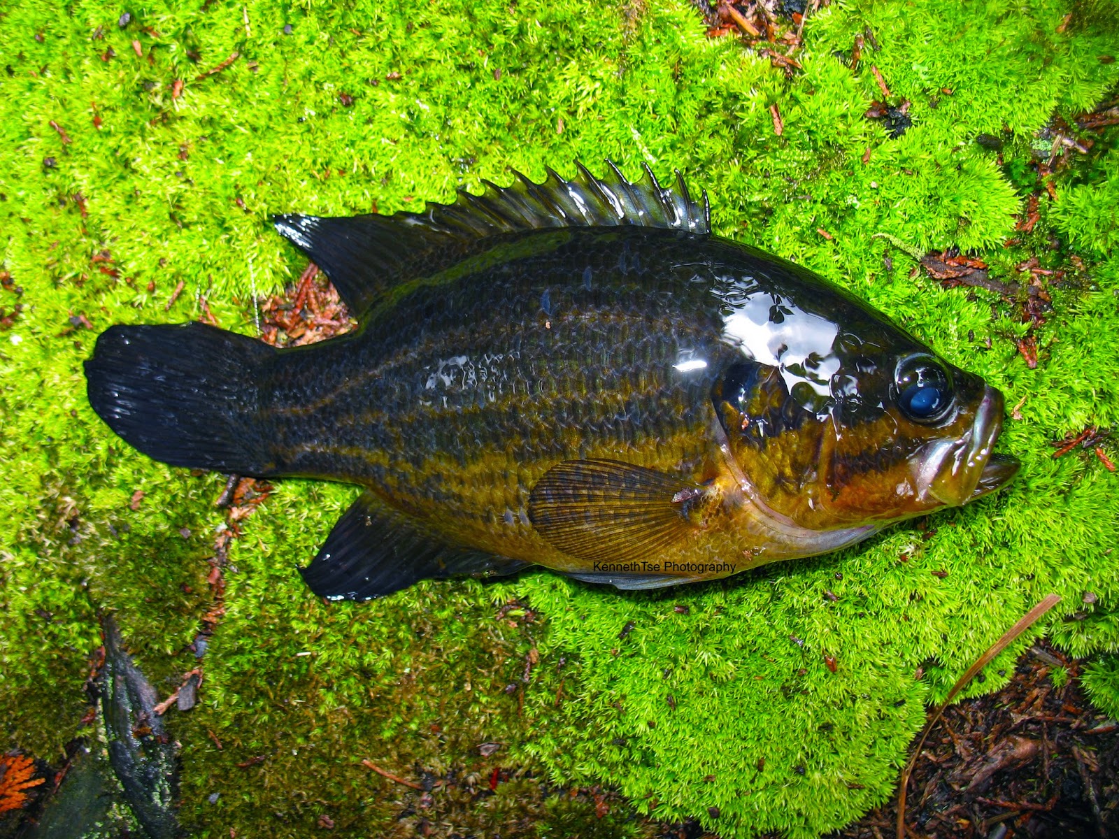 MuskieBait Adventures: 2014 Pennsylvania and New Jersey (Day 2)