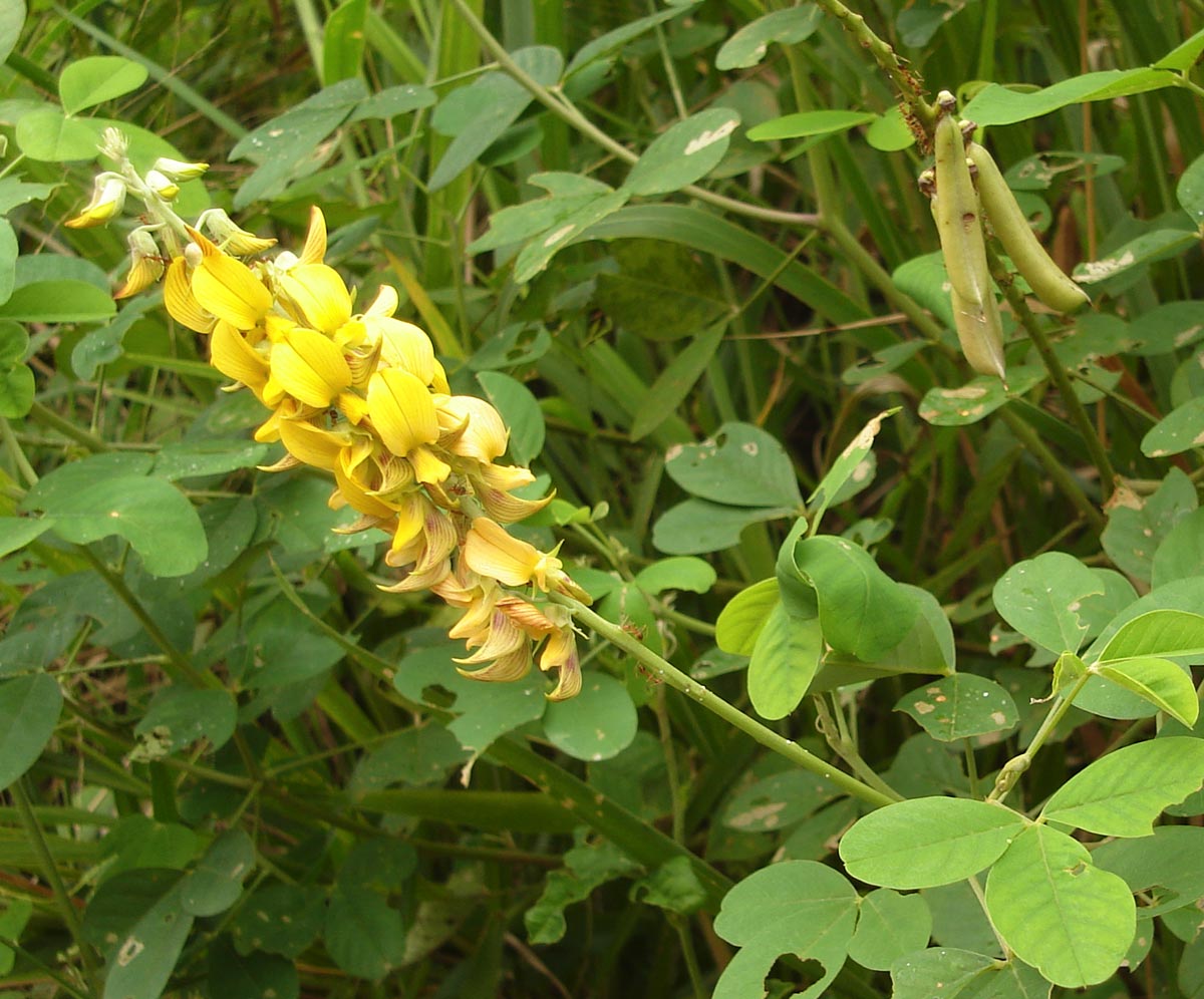 Flowers: Crotalaria