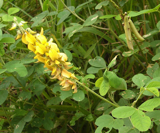Flowers: Crotalaria