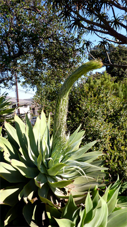 The Sunny Raw Kitchen: Rawcking in Sunny California