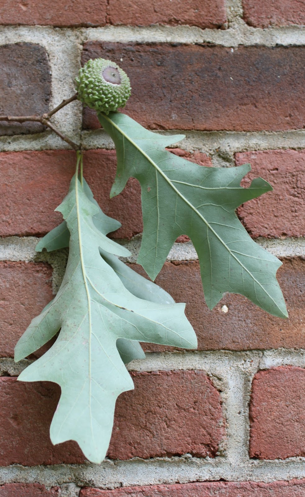 Centenary College Arboretum: Tree of the week: Overcup Oak (Quercus lyrata)