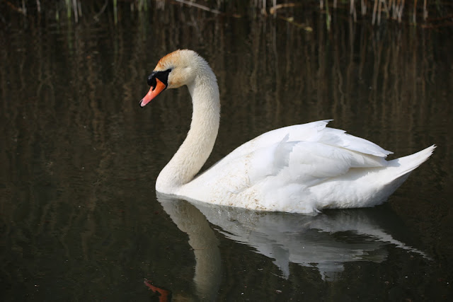 Old Age Travellers.: Cambridgeshire England (inc Wicken Fen)