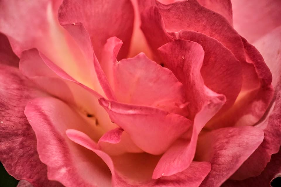 CONTES et NOUVELLES: Qui est plus beau que les roses