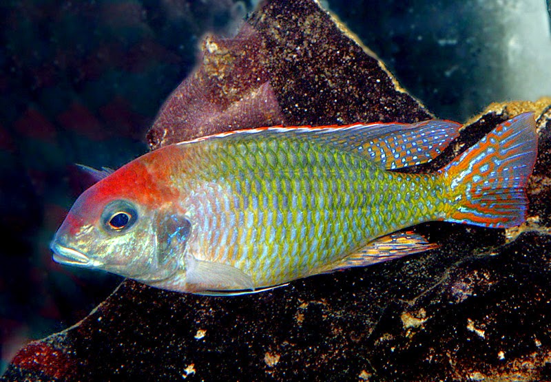 Artes de Pesca: LOS CICHLIDAE 23ª