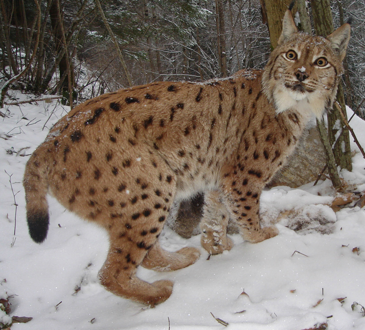 Eurasian Lynx (Lynx lynx) - Education Articles