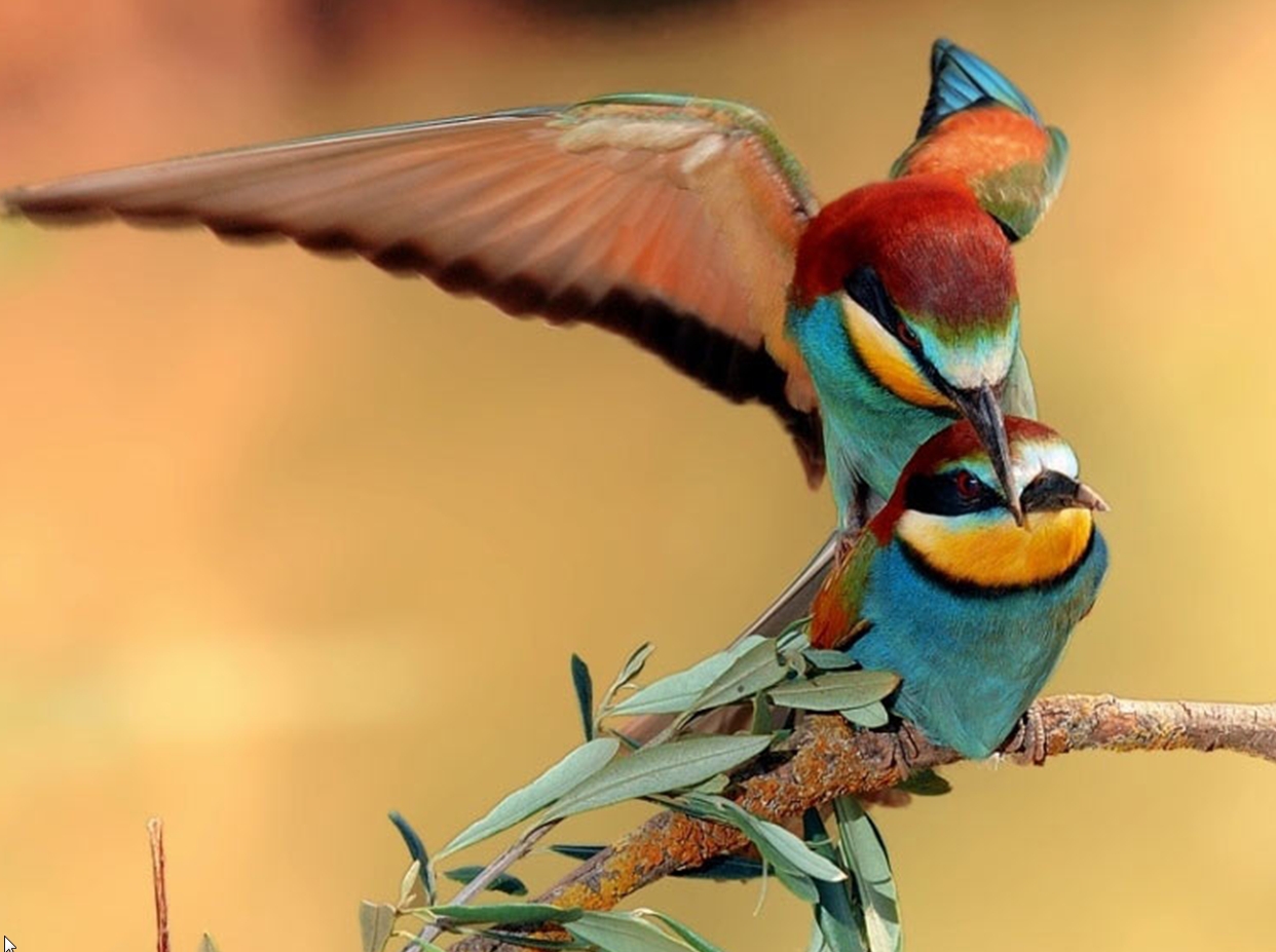 Moni`s blog 2 Tierwelt zum verlieben: Neue Tierbilder, viel Spass. New ...