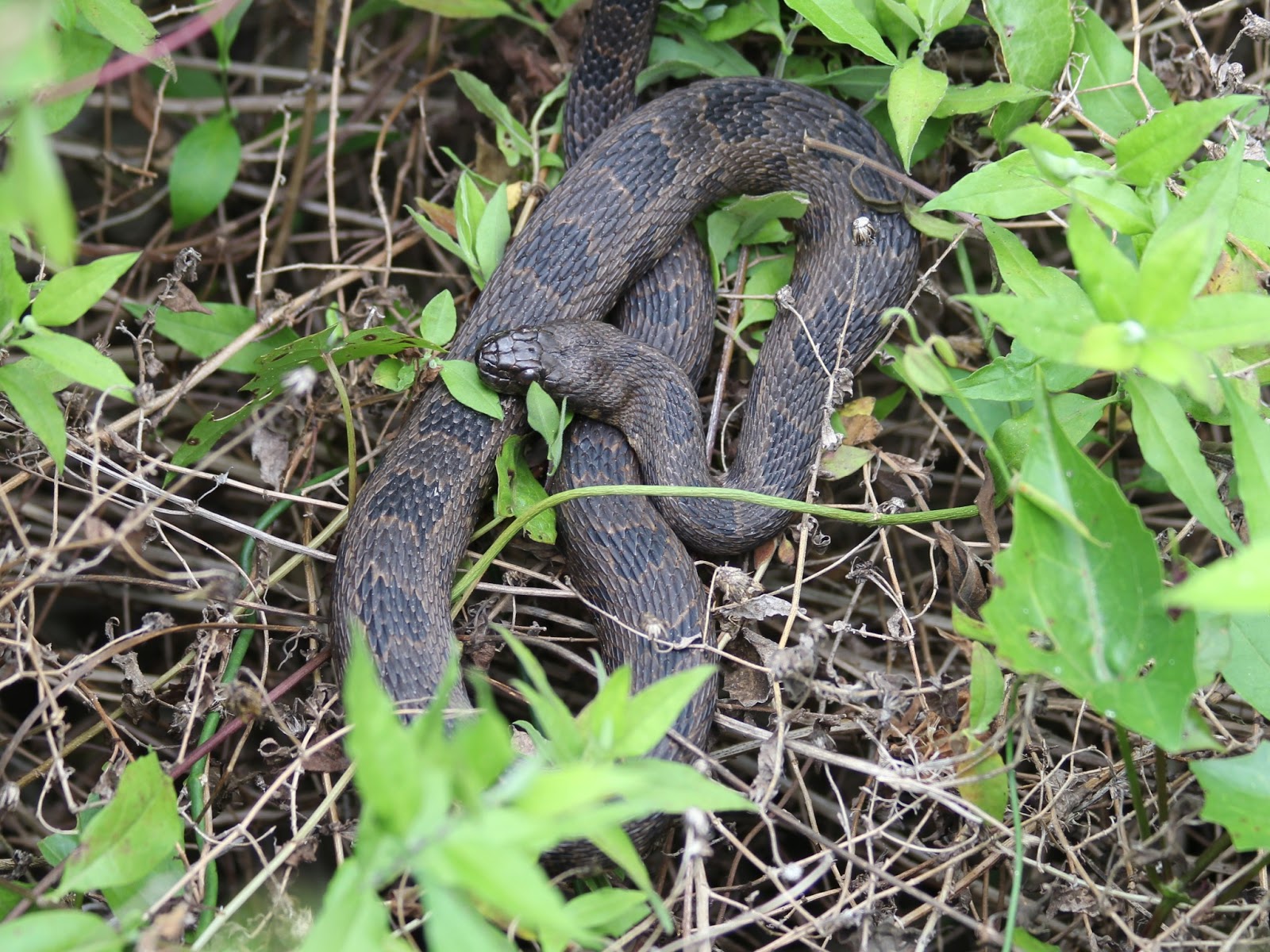 Journeys of The Key West Southernmost Walker: March 2013