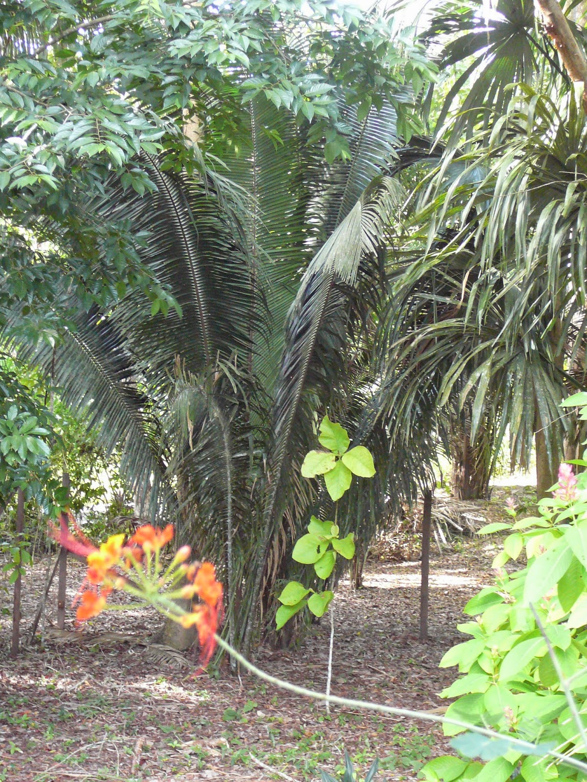 Dreamer Farm Belize: Cohune nuts & healthy eating