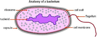 Nucleoid of Bacteria - EveryDay