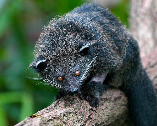 El ojo del buitre: Manturón (Arctictis binturong)