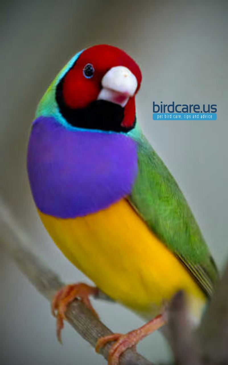 Pekin Robin : Care and behaviour - Pet Bird Care Us