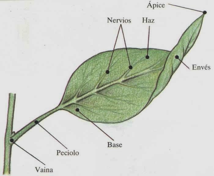 ¡LAS MARAVILLAS DE LA BOTÁNICA Y ALGO MAS!