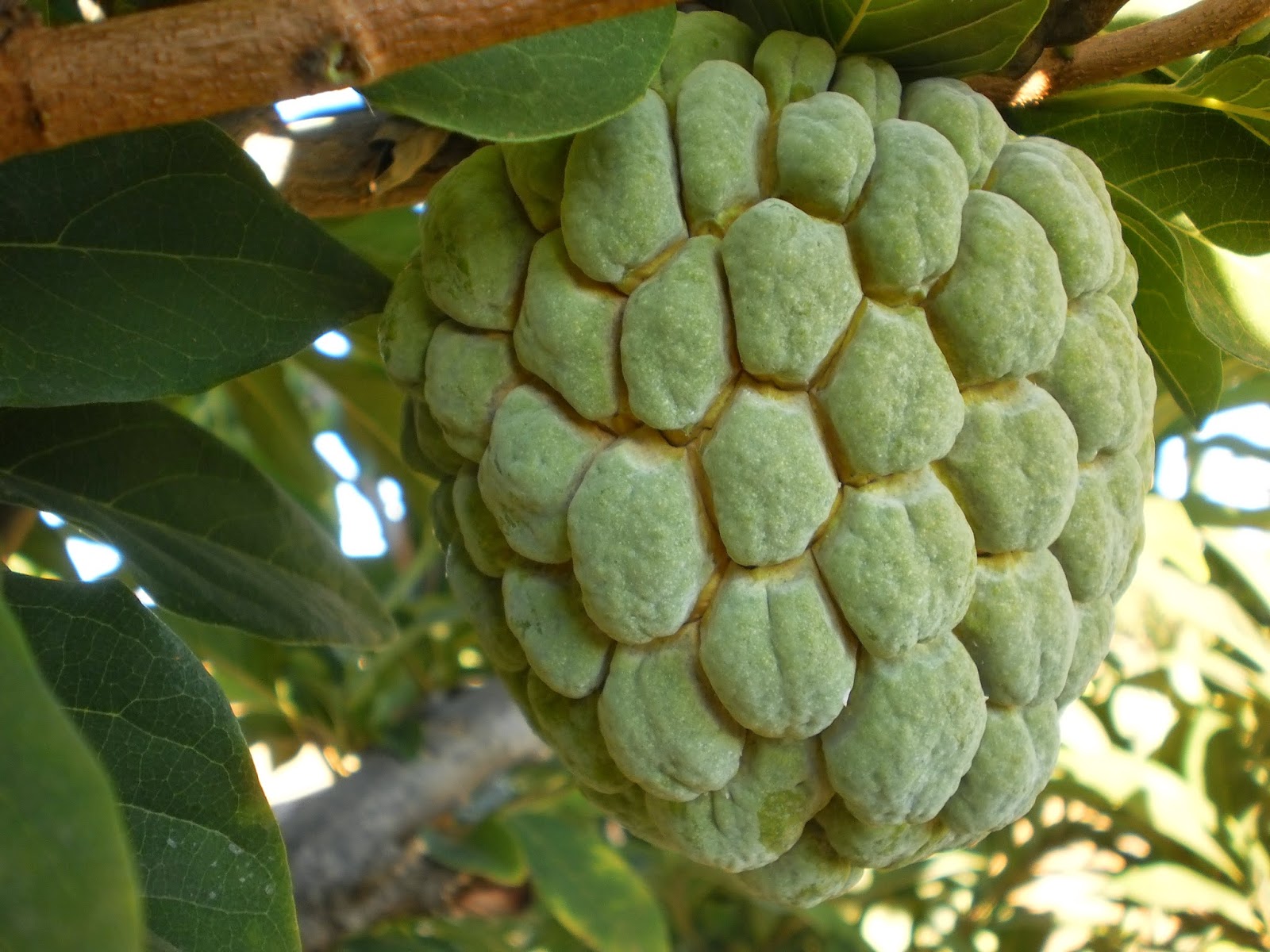 RODRYGO GOMES: Pinha, Annona Squamosa, Fruta do Conde, Ata, e o ...