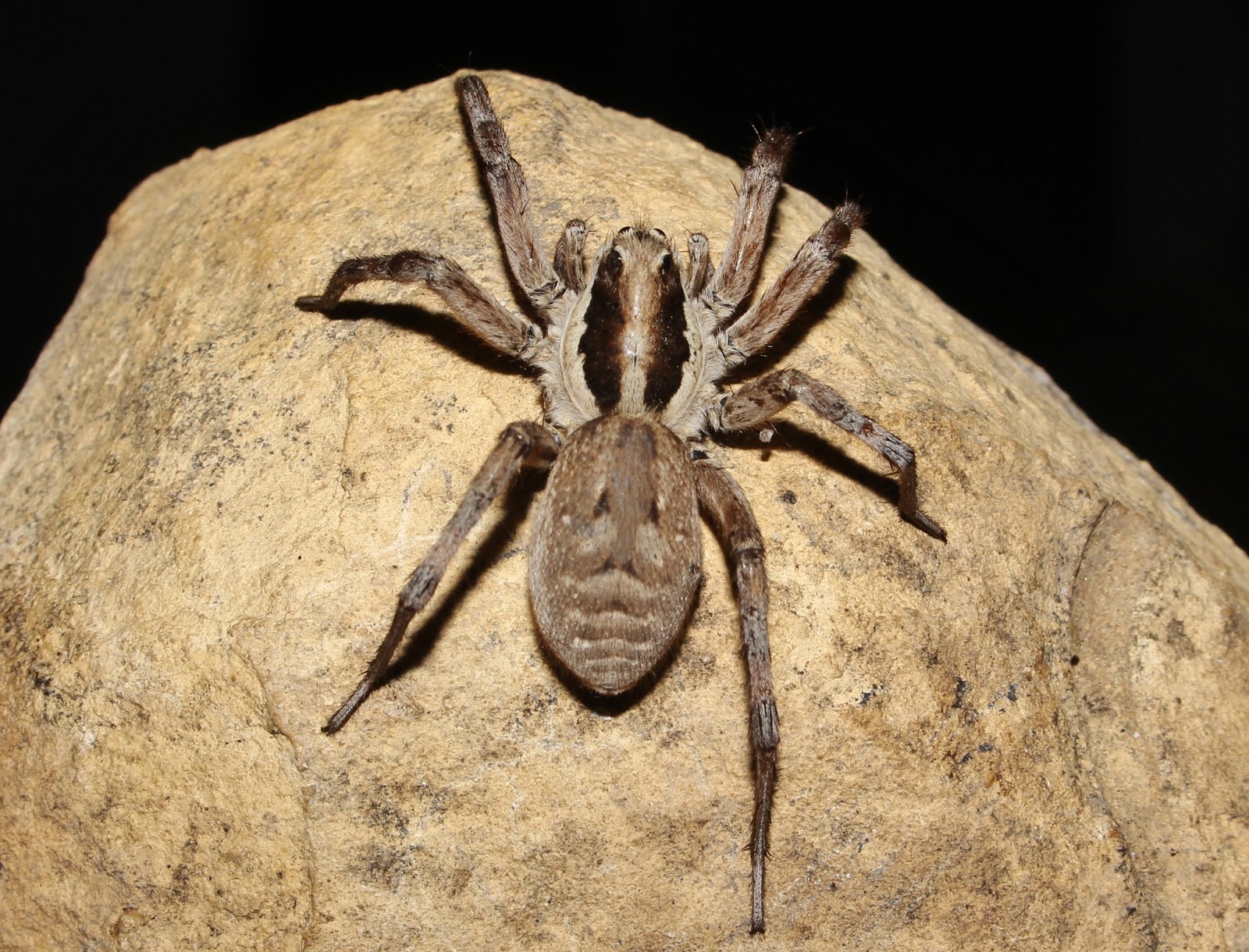 Biodiversity of Cyprus by NGO Protection of the Natural Heritage and ...