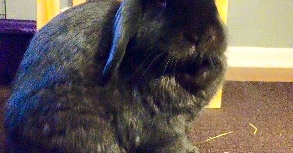Disapproving Bun: Gibbi