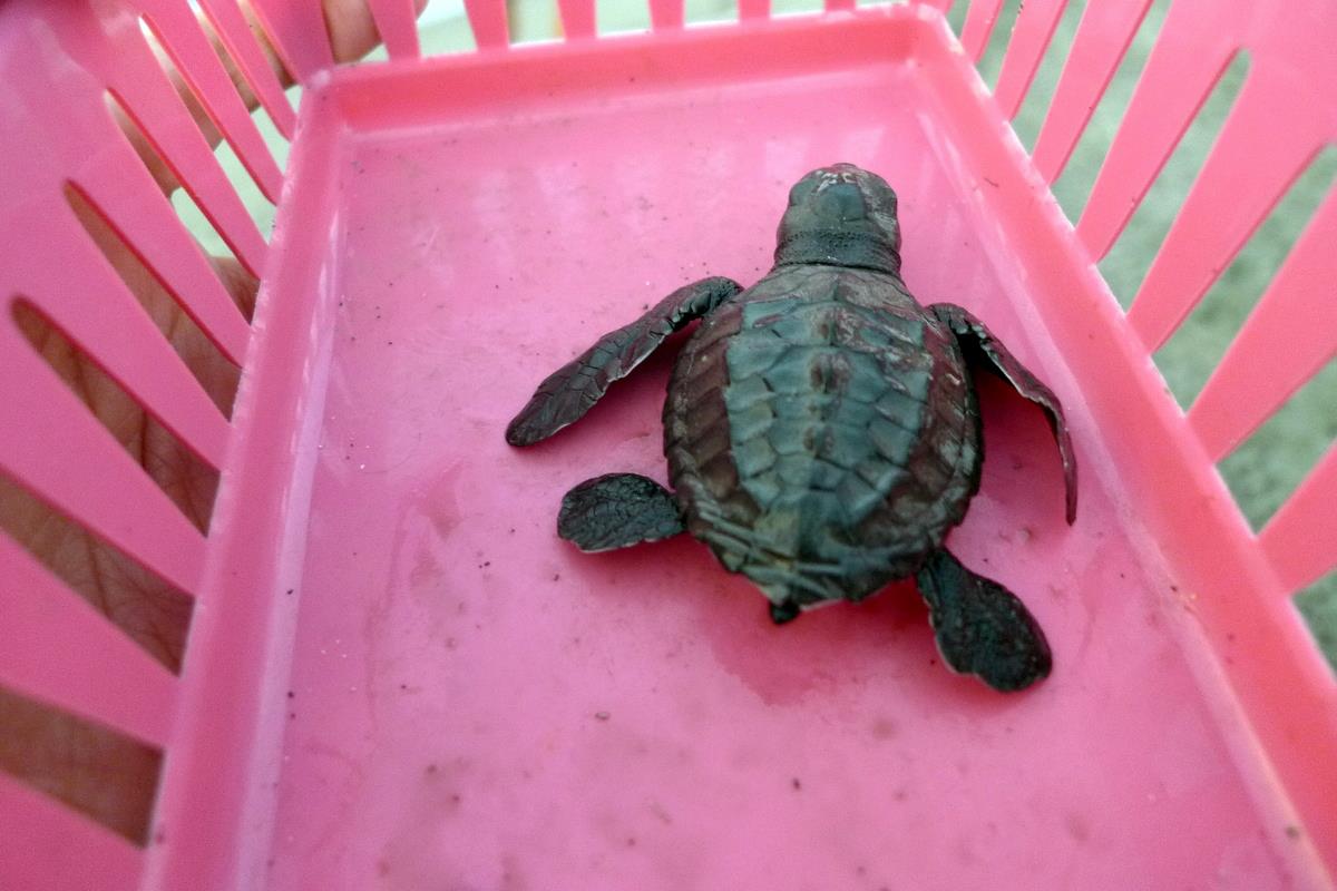 The Budget Traveller - Philippines: Pawikan (Sea Turtle) Conservation Tour