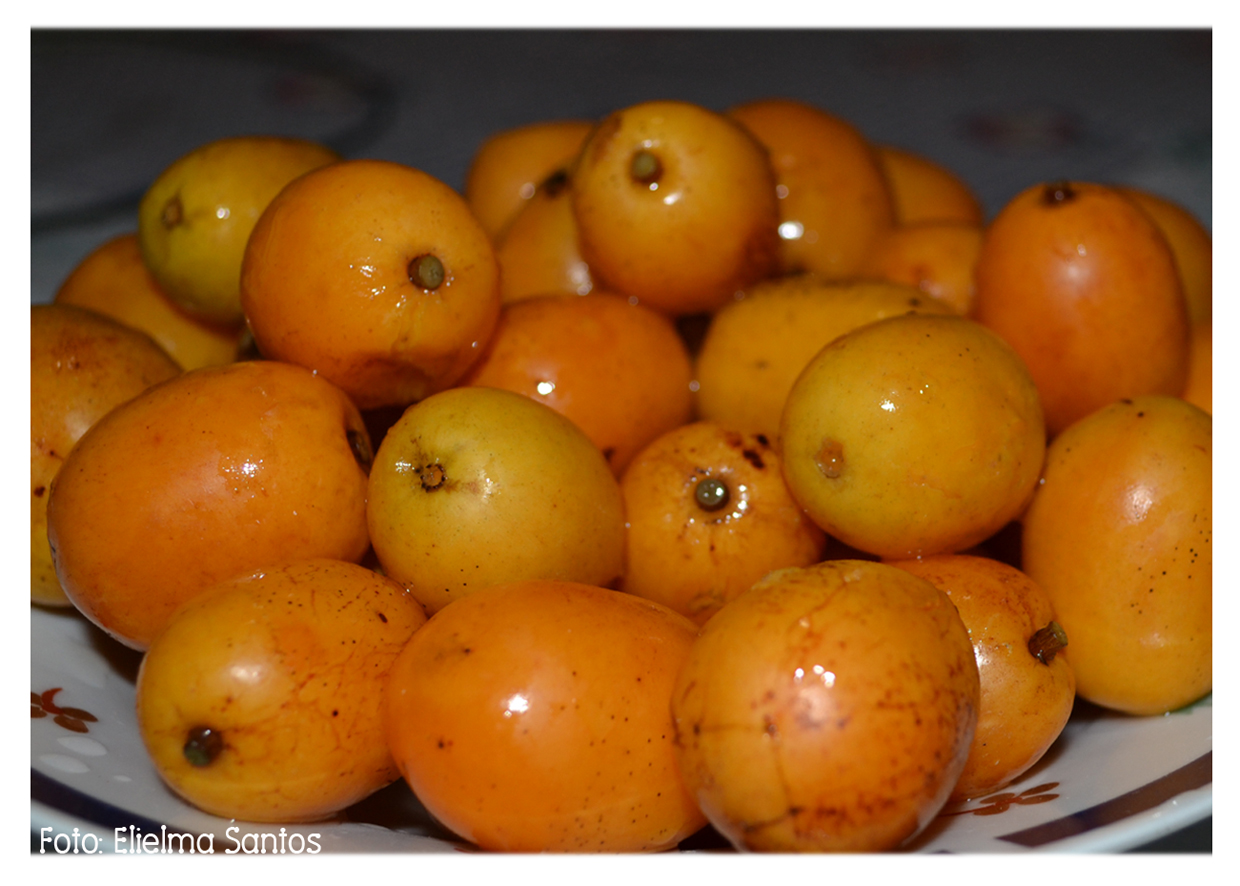 Histórias e Cenários Nordestinos: Cajá