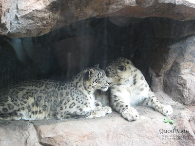 Quod Vide: Minnesota is Epic (Expanded Version)