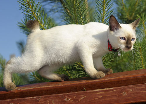 Cat Chit Chat: Mekong Bobtail cat