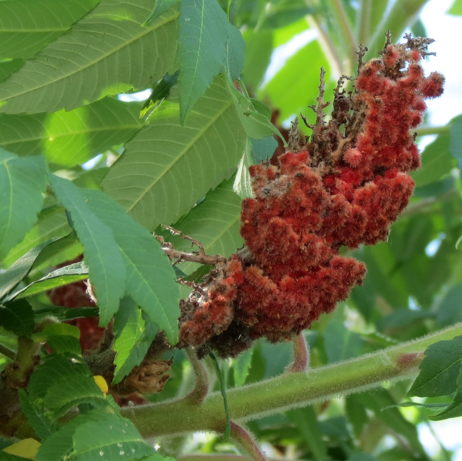 Weedpicker's Journal:: Sorting Sumacs