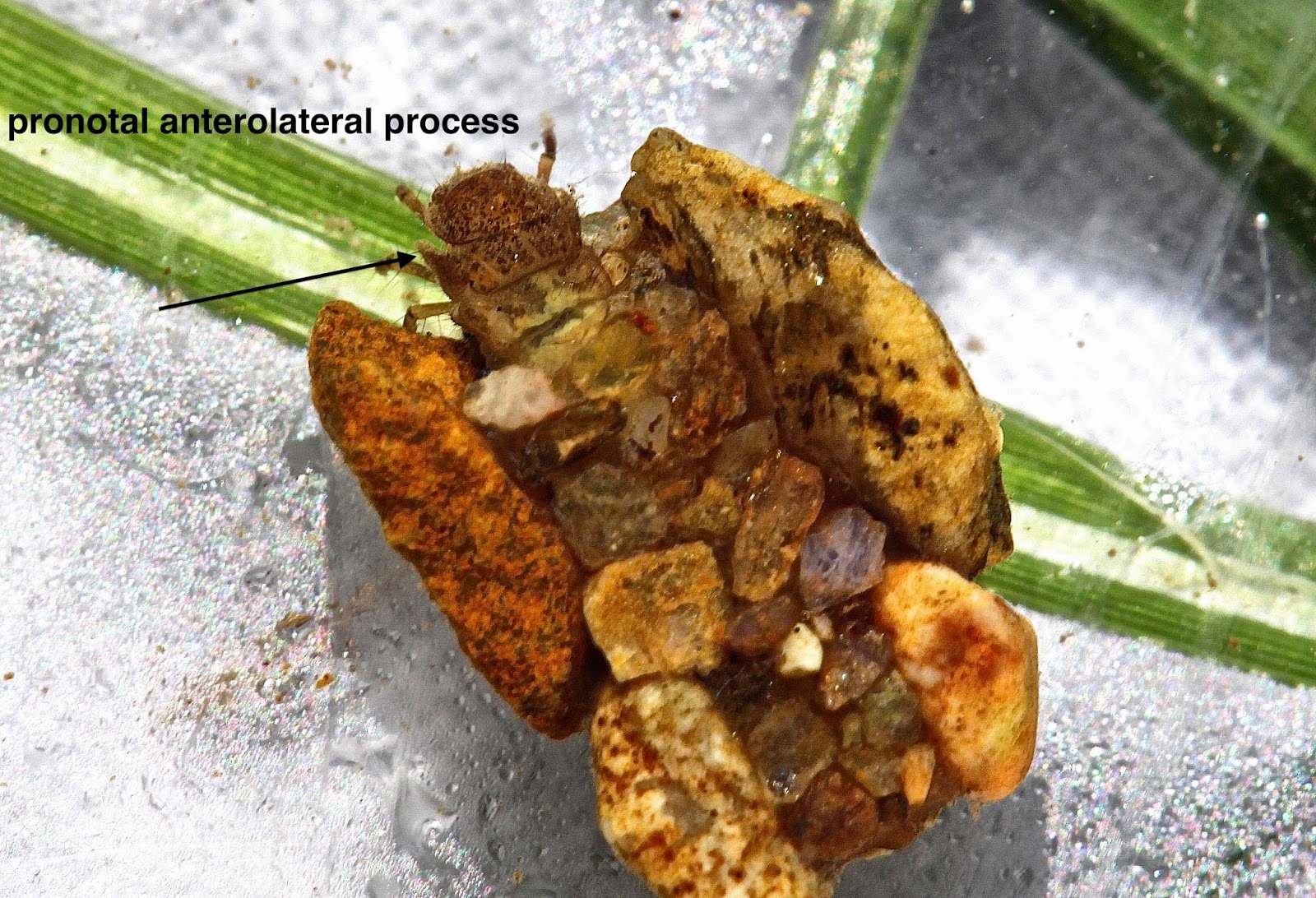 Aquatic Insects of Central Virginia: Case-maker day at the Rapidan River