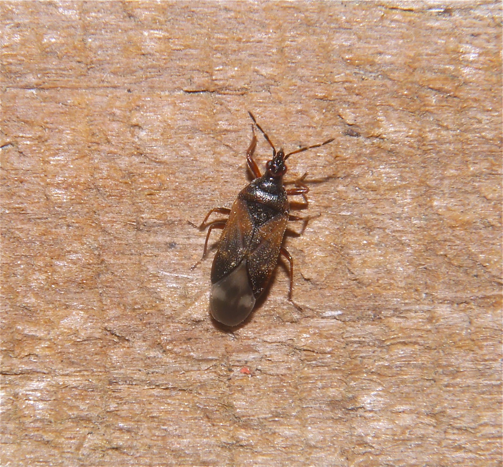 Northwest Norfolk Naturalists: Three Mirid, one Anthocorid and one ...