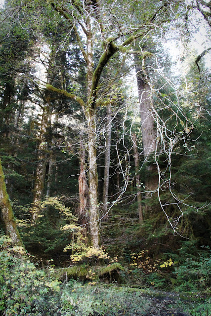 The Lovely Red Fox: Hiking Staircase — Olympic National Park