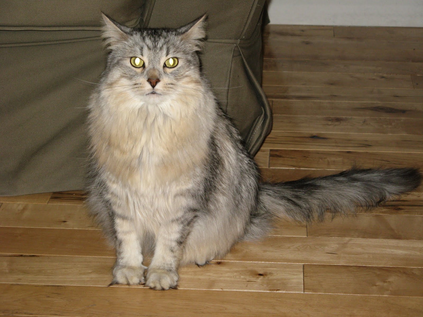 KEG in the D: Introducing Buster (the Cat)