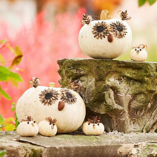 Northern Nesting: Pumpkins & Gourds