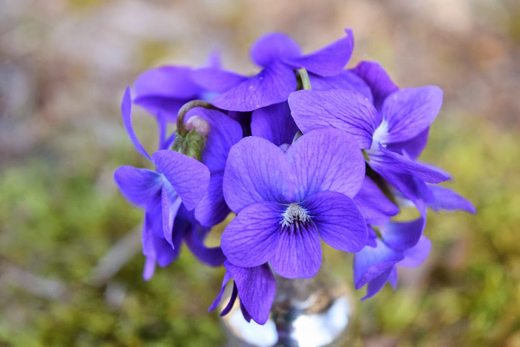 MARIETTE'S BACK TO BASICS: {Our Violets}